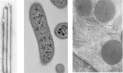 Electron Microscopy Harvard Cns Harvard Cns