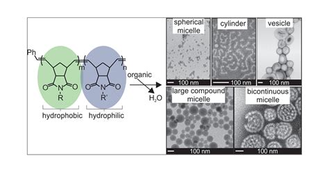 Phase Diagrams Of Polynorbornene Amphiphilic Block Copolymers In