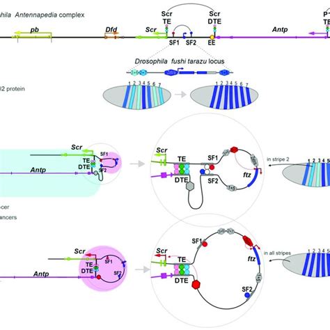 Model Of Transcription Regulation For The Pair Rule Gene Ftz And The