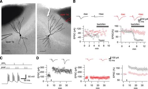 Dendritic Compartment And Neuronal Output Mode Determine Pathway Specific Long Term Potentiation