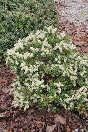 Dwarf Ornamental Shrubs