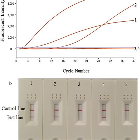 Detection Of Clinical Samples By RPA EXO RPA LFD And Conventional