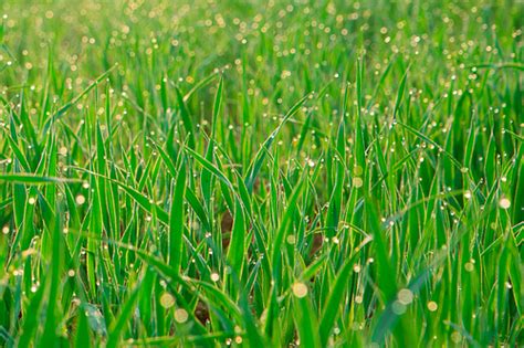 아침이슬이 맺힌 잔디 유토이미지 상세페이지 베이직샵 21227288