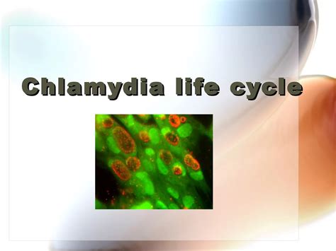 Chlamydia Ppt