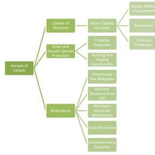 Benefits Of Cattail Harvesting In Manitoba Flow Diagram Download