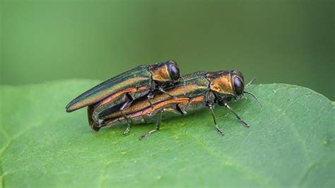 Common Tree Pests Guide Marquis Tree Service