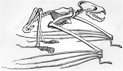 Vampire Bat Skeleton