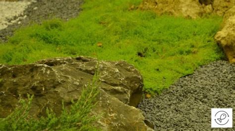 What Is Java Moss Explained For Beginners