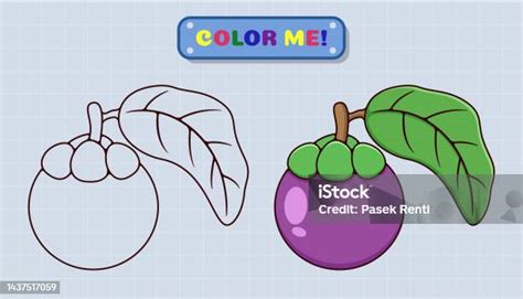 Mangosteen 색칠 공부 책 페이지에는 어린이 및 취학 전 교육을위한 스케치 및 색상 샘플이 함께 제공됩니다 만화 스타일
