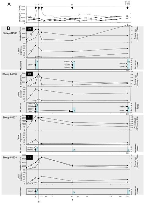 Early Bovine Leukemia Virus Replication In Experimentally Infected Download Scientific Diagram