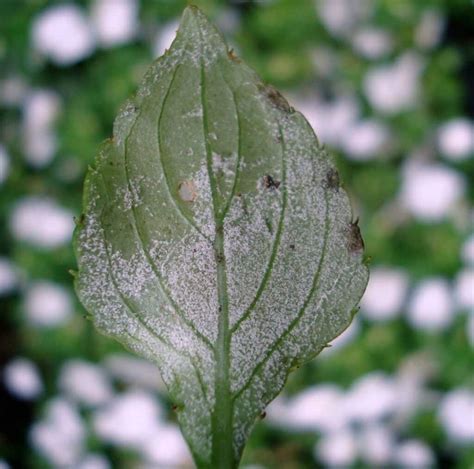 What Causes White Leaves On Plants Causes And Solutions Plants Craze