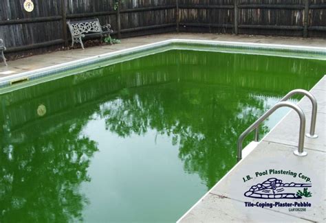 Can You Swim In A Pool With Algae Learn What You Should Do