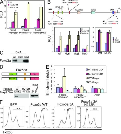 Foxo3a Directly Binds To The Foxp3 Promoter A 293t Cells Were Download Scientific Diagram