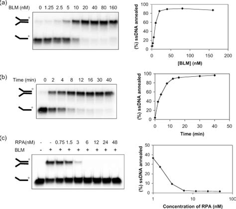 Blm Promotes Annealing Of Ssdna A Effect Of Blm Concentration On The Download Scientific