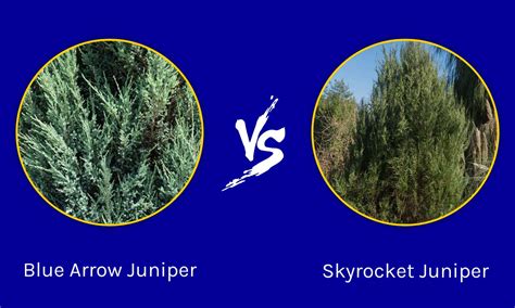 Blue Arrow Juniper Growth Rate