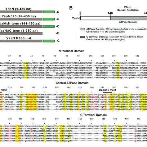 Bioinformatic Analysis Of Ysan A Linear Representation Of The Ysan
