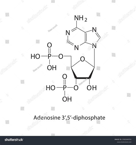 Adenosine 35 Diphosphate Skeletal Structurenucleotidenucleoside Compound Schematic Stock Vector
