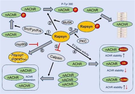Innovative Review Highlights The Role Of Rapsyn In Neuromuscular Junction And Congenital
