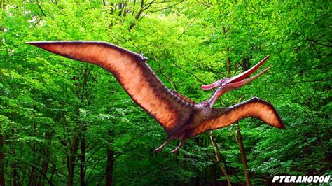 Flying Dinosaurs Names Pterodactyl Quetzalcoatlus And Dimorphodon