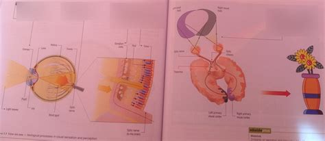 Visual Perception Diagram Quizlet