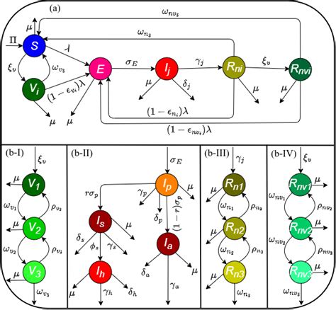 A Streamlined Flow Diagram Of The Model 21 B I B Iv Depict Download Scientific