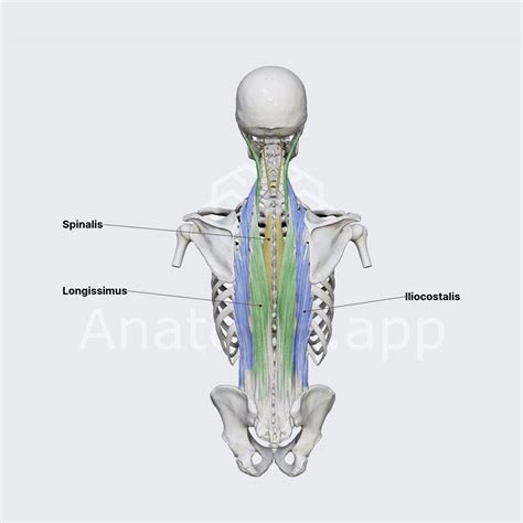 Erector Spinae Musculus Erector Spinae Fitmachtgesund De