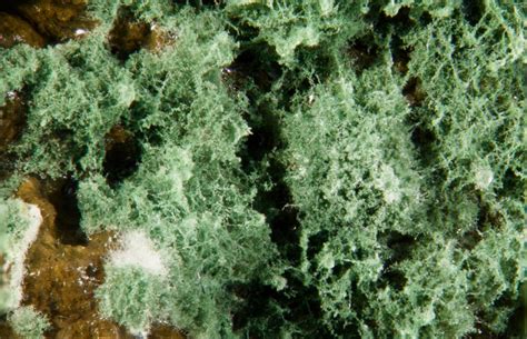 Trichoderma Rmycology