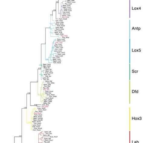 Bayesian Phylogeny Under Jtt I G Substitution Model Of The Amino Download Scientific