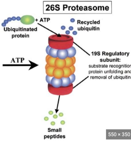 Coge Translation Ii And Protein Translation Flashcards Quizlet