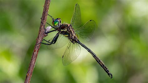 Migrant Hawker Dragonfly Dragonfly Facts