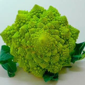 Sacred Geometry In Nature And Life Creation Arts