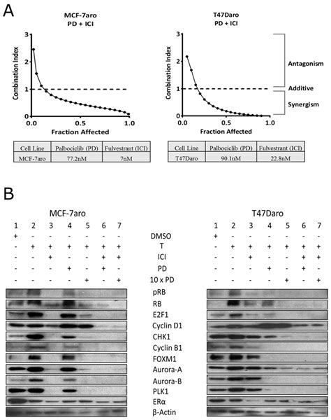 Synergism Of Palbociclib With Ici In Hr Endocrine Therapy Responsive Download Scientific