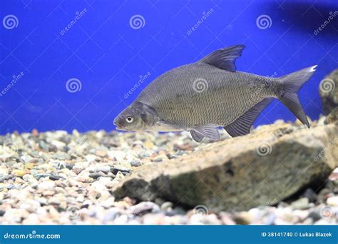 Gemeenschappelijke brasem stock foto. Image of dier, zwevend - 38141740