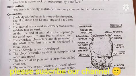 Herdmania Classification Habitat And Comments Zoology Practical Bsc