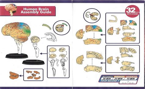 Akozon Disassembled Human Brain Model 4d Human Brain