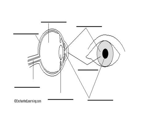 Best Images Of Anatomy On Human Eye Worksheet Human Eye Diagram Unlabeled Human Eye