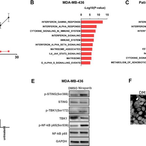 Niraparib Promoted Tumor Immune Cell Infiltration In Both The