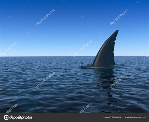 Shark Fin In The Water