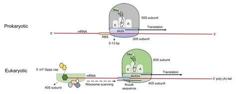 Protein Synthesis In Prokaryotes Vs Eukaryotes Whats The Difference