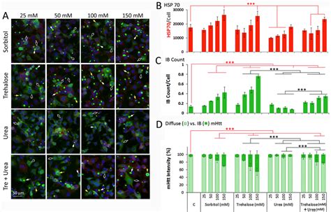 osmolyte dose dependent effects on hsp70 expression and distribution of