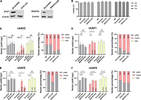 Identification Of The Role Of Snare Proteins In Raav Vector Production