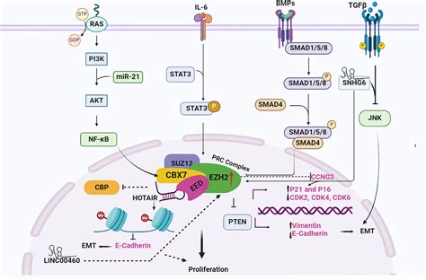 Ezh2‐associated Tumor Malignancy A Prominent Target For Cancer Treatment Sabour‐takanlou