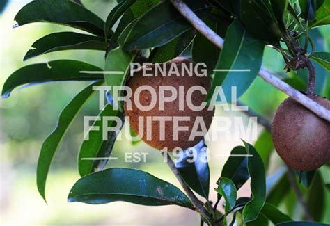 Ciku Penang Tropical Fruit Farm