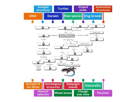Evolution Concept Map Labelled Diagram