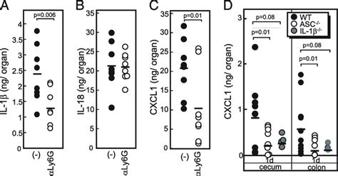 Neutrophils Are A Major Source Of Il1b And Cxcl1 But Not Il 18 During