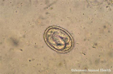 Metastrongylus Alchetron The Free Social Encyclopedia