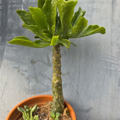 Tylecodon Paniculatus Live Succulents Lifestyle Seeds