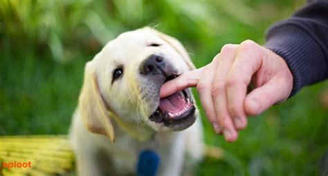 How To Stop Puppy Biting Say Hello To Bite Free Puppyhood