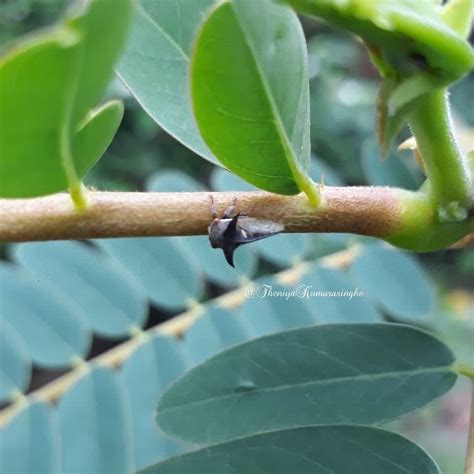 Garden Of Life Tri Horned Treehopper Acanthuchus