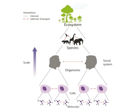 Cooperation In Ecosystem